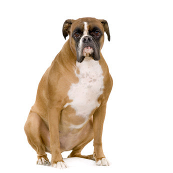 5 Guidelines to Prevent Pet Obesity - BARF World Inc.