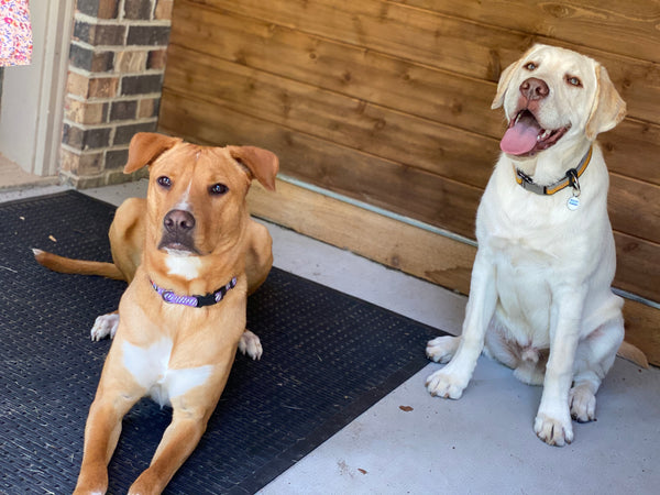 The Beginning of the End for Raw Pet - BARF World Inc.