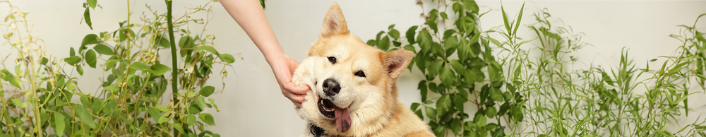 BARF Diet for Dogs | Raw Diet for Dogs - BARF World Inc.