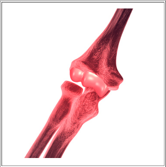 Unlocking the Benefits of Bones for Your Dog: Nature’s Perfect Chew ...